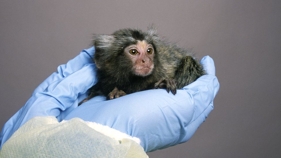 UK animal experiment count 'falls' - BBC News