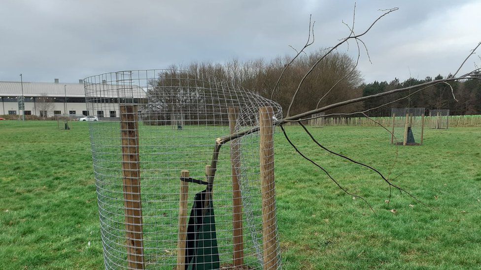 Harlow: Damaged trees a 'reckless act of vandalism' - BBC News