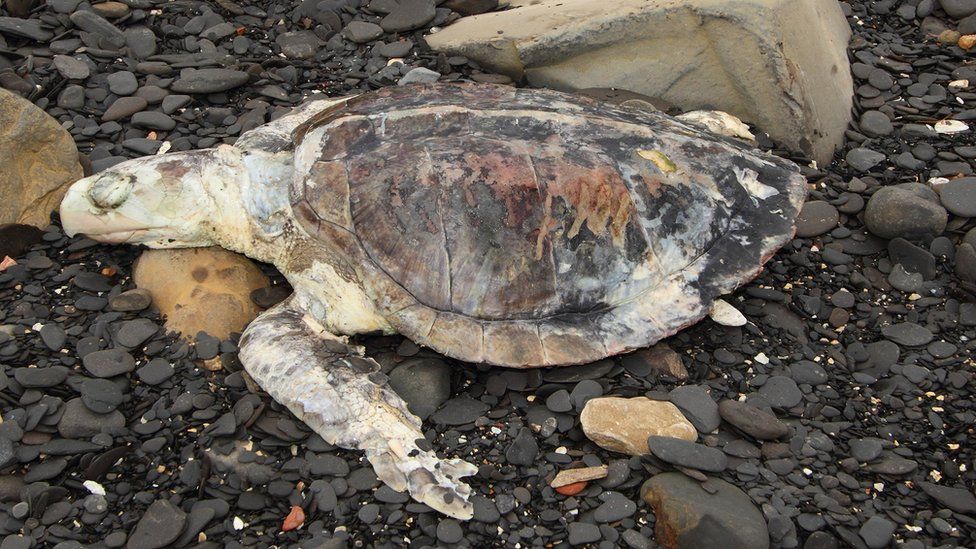 British Isles turtle strandings rise in storms - BBC News