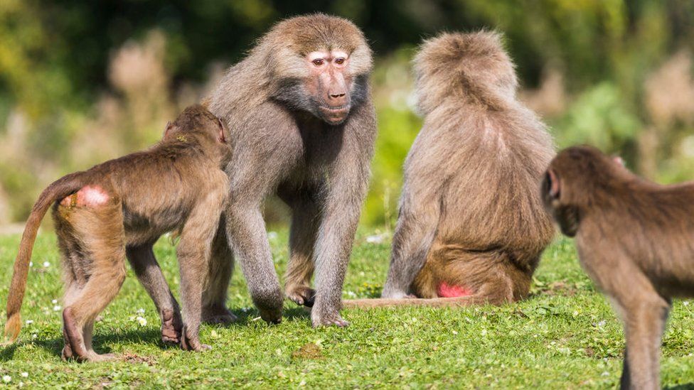 Wildlife: Baboons can quickly switch from four feet to two, say scientists - BBC Newsround