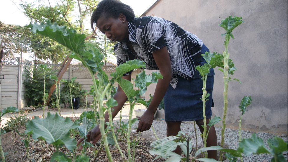 Final demand: Zimbabwe's debt defaulters - BBC News