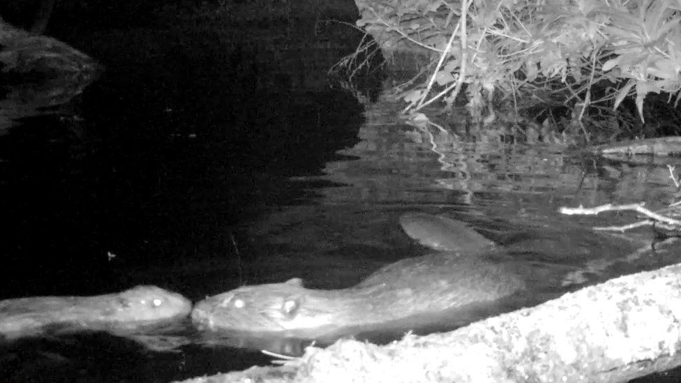 The first baby beaver born in Exmoor for 400 years - BBC Newsround