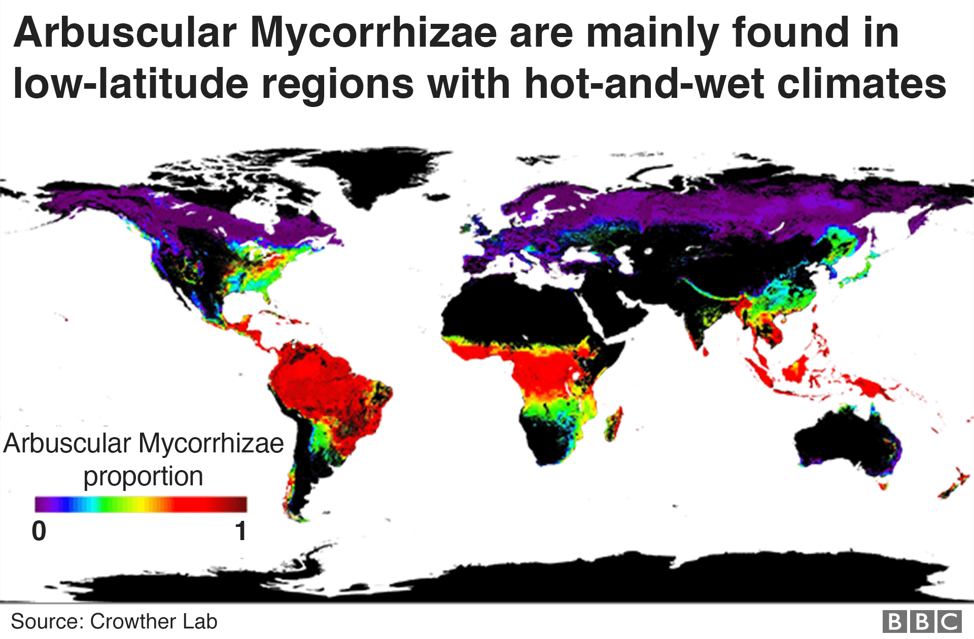 Wood wide web: Trees' social networks are mapped - BBC News