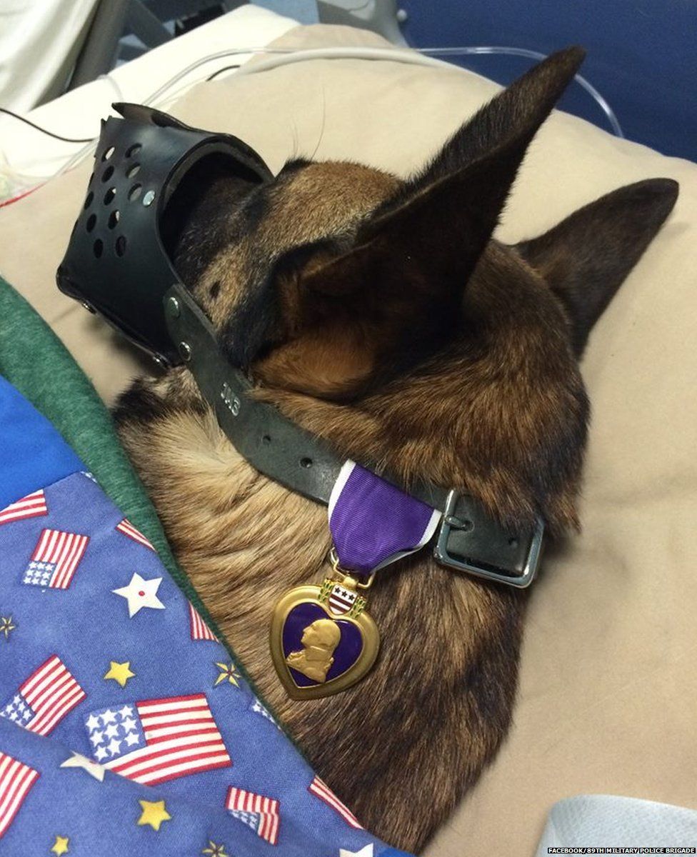 American military dog recovers in hospital after Afghanistan bomb blast ...