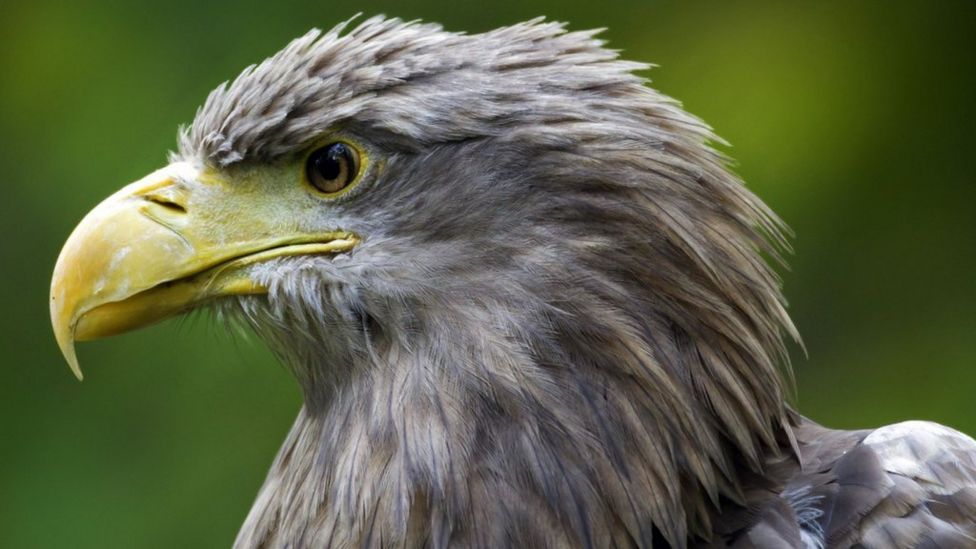 White-tailed eagle spotted in Cornwall - BBC News