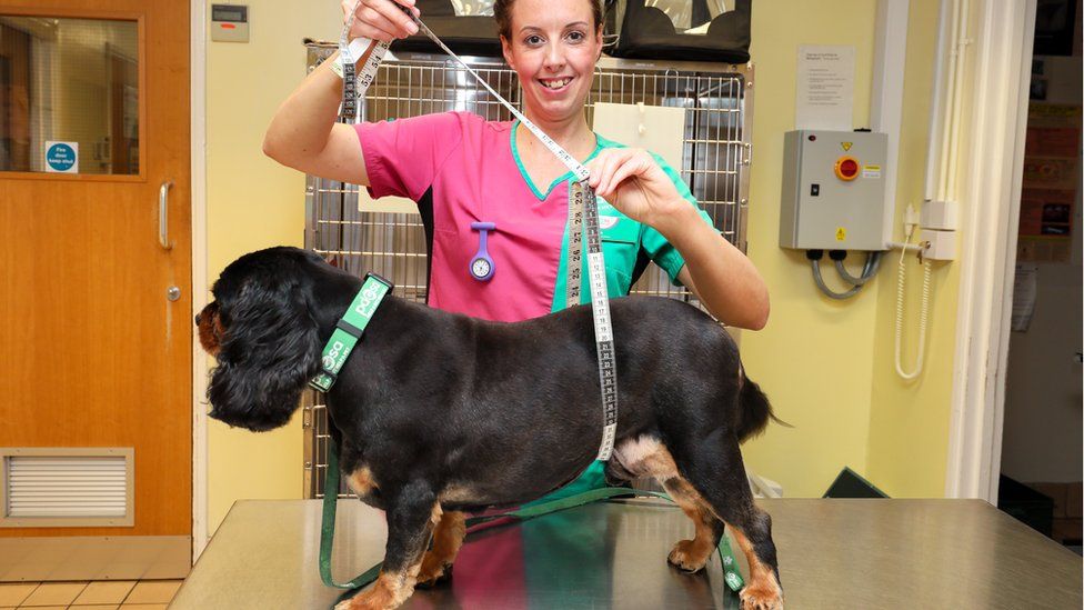 Pet dog Oscar wins PDSA slimmer award - BBC News