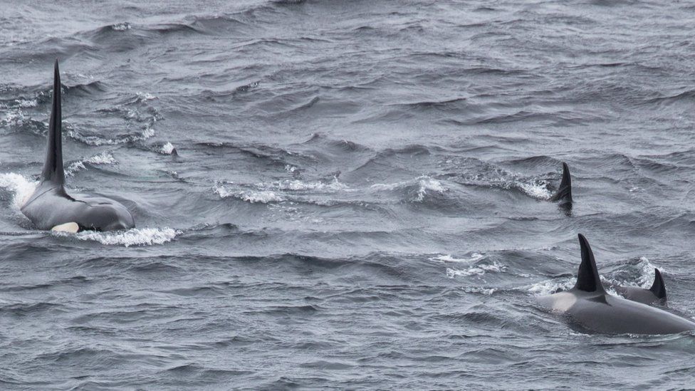 Young killer whale calf spotted off Caithness coast - BBC News