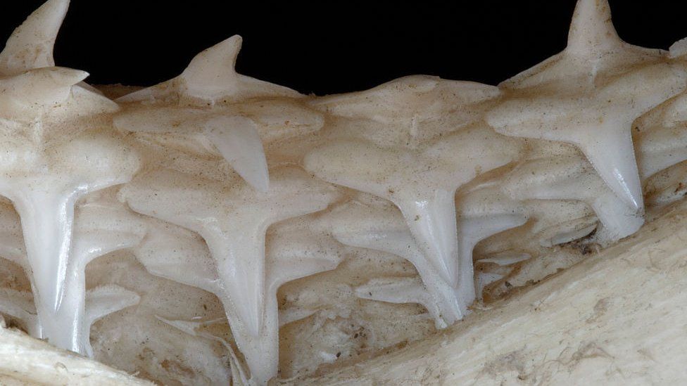 Why are sharks amazing? - BBC Newsround