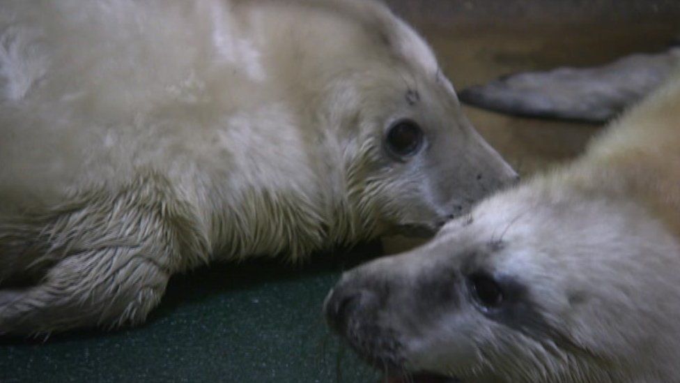 Mother abandons seal 'twin' pups R2-D2 and C-3PO - BBC News