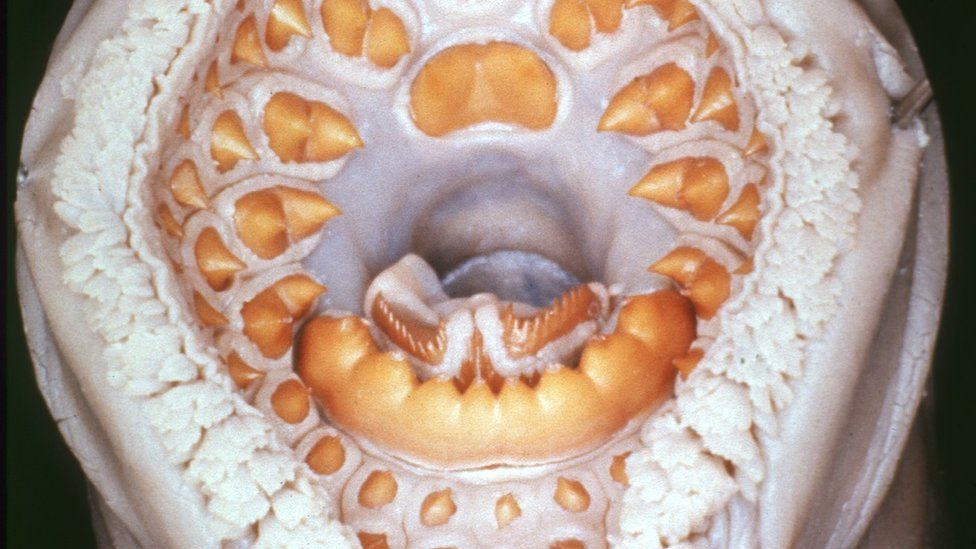 Pictures: Check out these teeth from the animal world - BBC Newsround