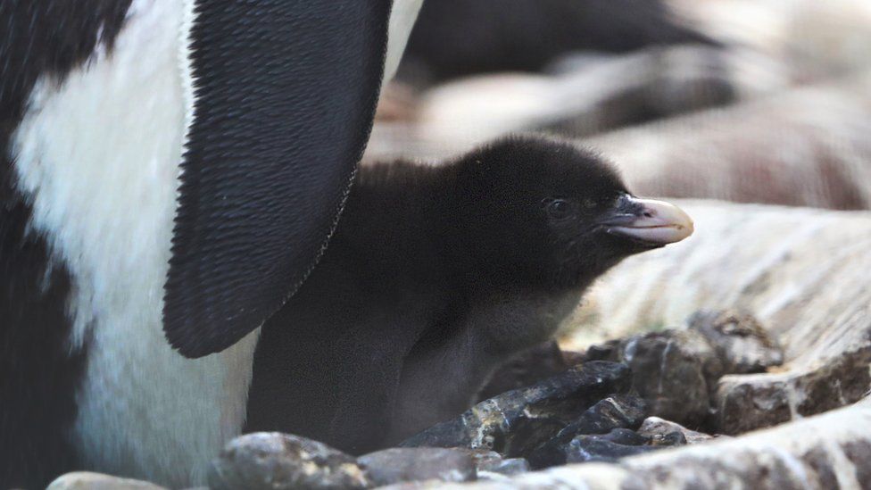 New arrival at Hull's The Deep as gentoo penguin chick hatches - BBC News