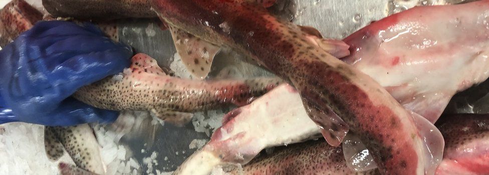 So long and thanks for all the fish? Dutch fear Brexit threat - BBC News