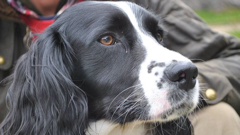 Stolen Rothwell dog Bella back home after four-month disappearance ...