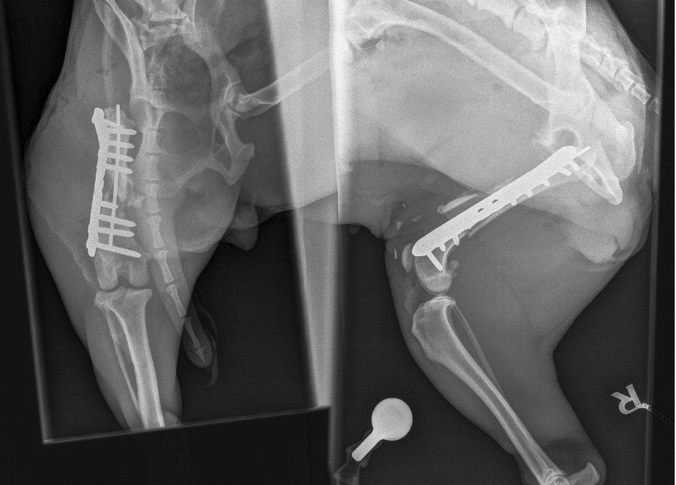 PDSA animal survival awards includes cat who lost leg in illegal trap ...