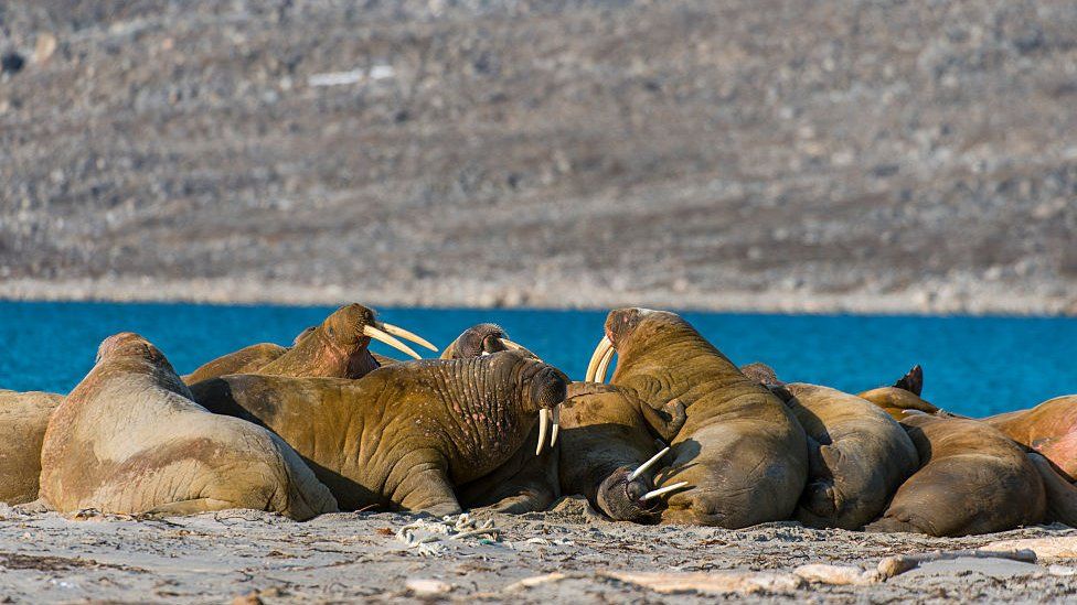 World Walrus Day: Find out more about the Arctic icons - BBC Newsround