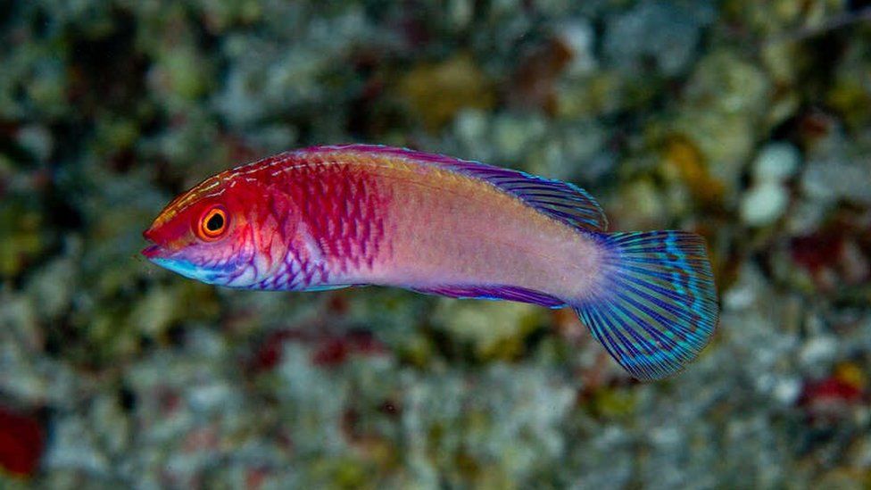 Check out this incredible rainbow fish! - BBC Newsround