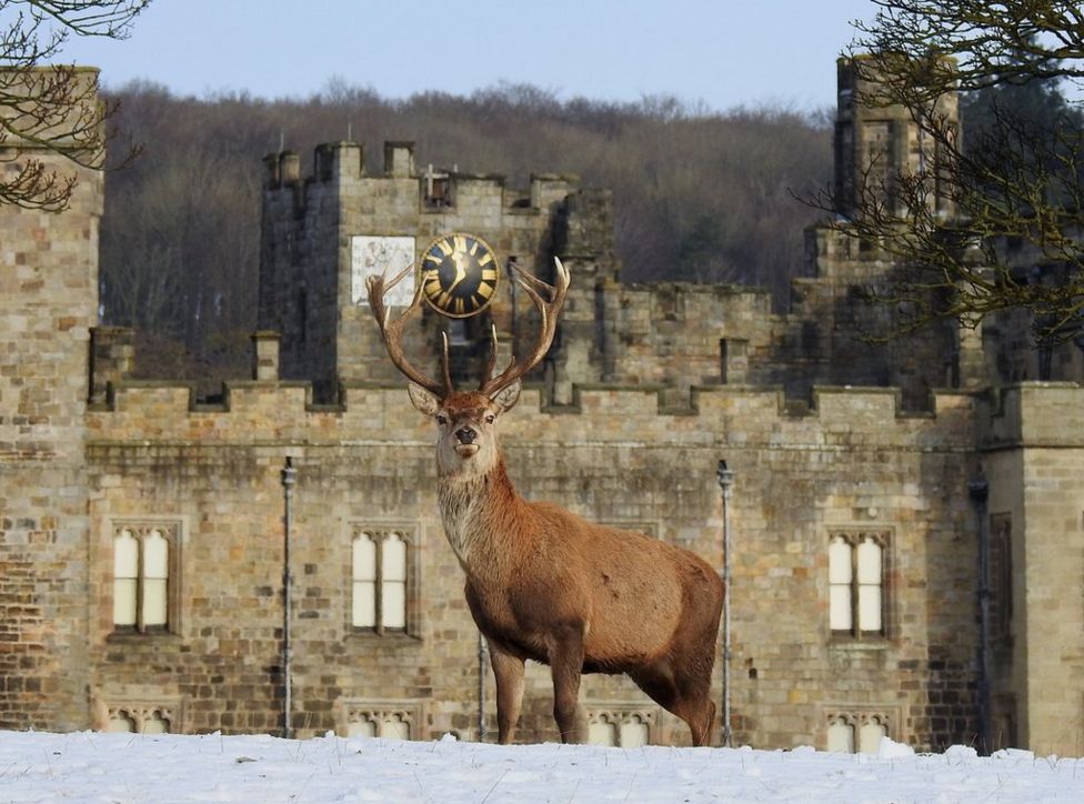 Raby Castle 'perfect retreat' for photographer during lockdown - BBC News