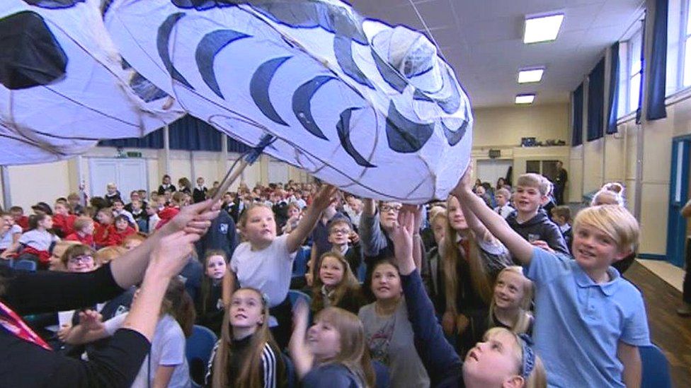 Adder extinction fear over 'image problem' in the UK - BBC News