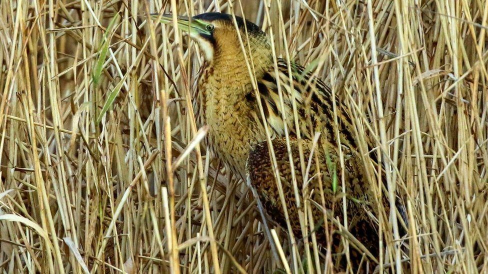 Rare bitterns breed at Sefton nature reserve for first time in 200 ...