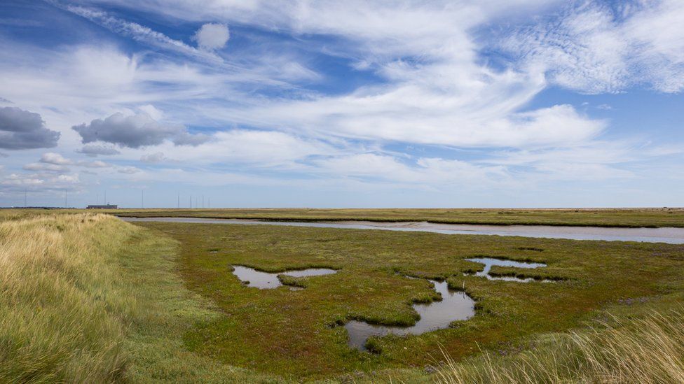 Bumper breeding year for rare wading birds at Orford Ness, Suffolk ...