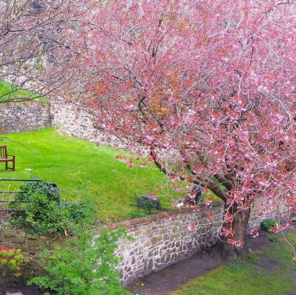 In pictures: Scotland in the pink - BBC News