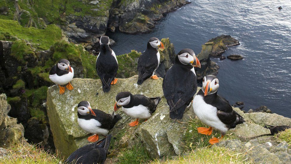 UK wildlife: Perfect puffin photos as season ends - BBC Newsround