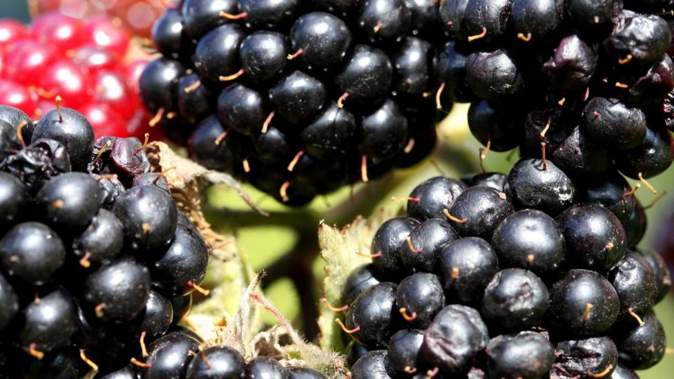 Foragers say wet summer has helped blackberry crops - BBC News