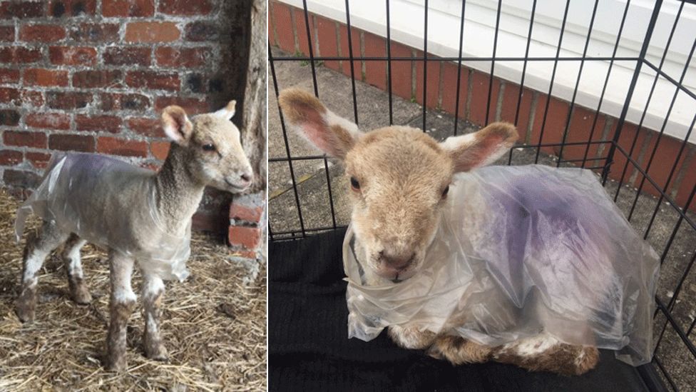Lost lamb found wandering on Dumfries road - BBC News