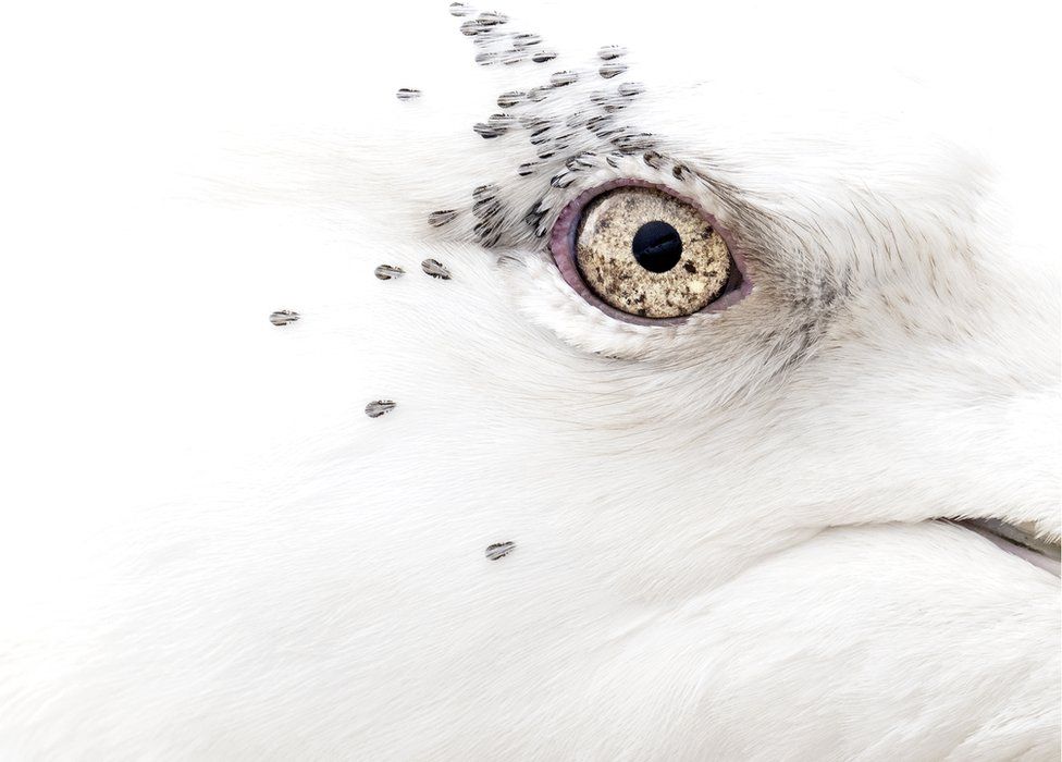 Close-up of gull's eye in Shetland wins ecology photography prize - BBC ...