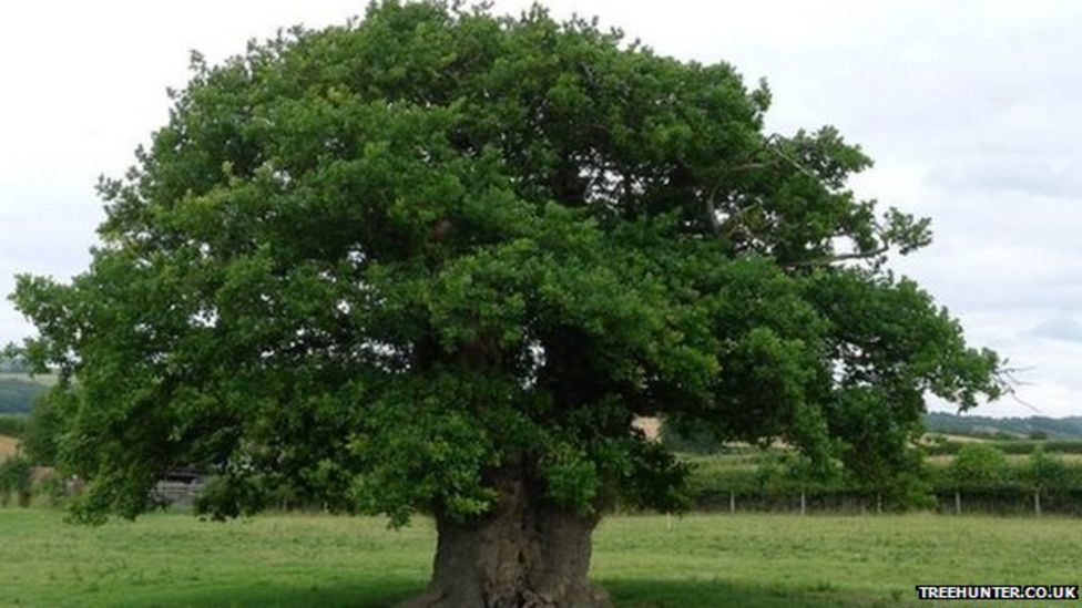 Bid to save bypass-threatened 500-year-old Powys tree - BBC News