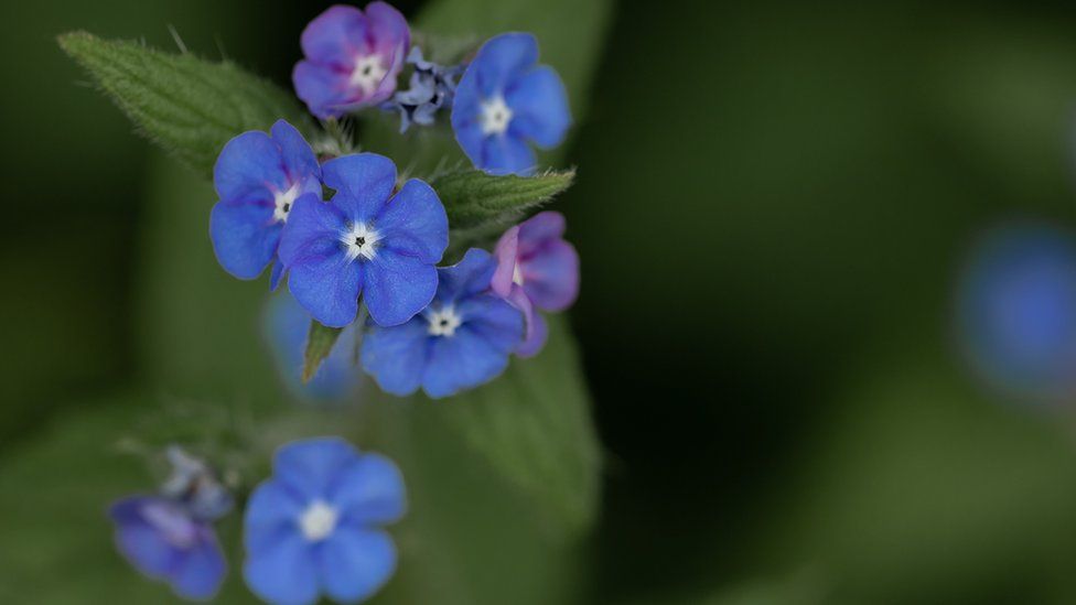 Oriel: Golwg agos o flodau gwyllt - BBC Cymru Fyw