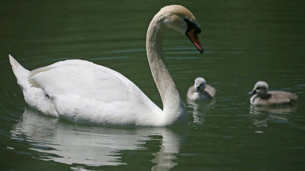 Swans die at Portsmouth's Baffins Pond nature reserve - BBC News