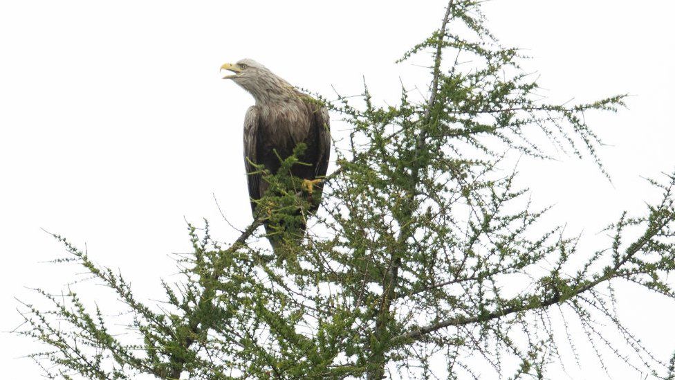 Rare white-tailed eagles return to England's skies - BBC Newsround