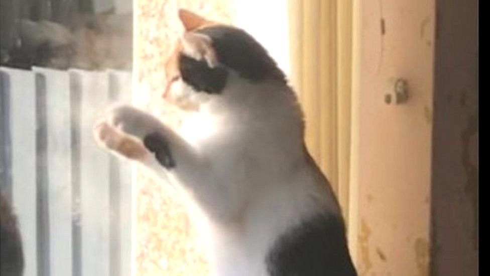 Walsall: Cat shot through eye 'lucky to be alive' - BBC News