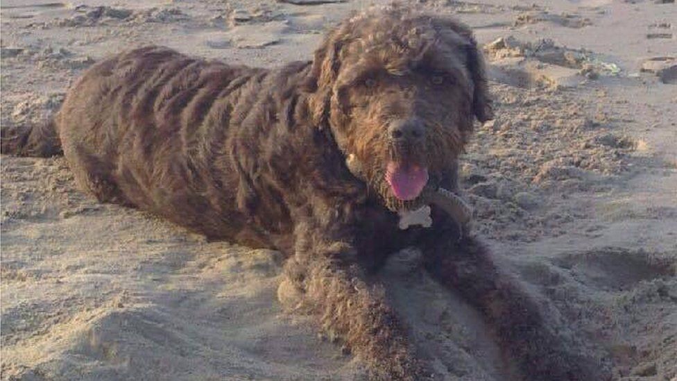 Swindon dog gets surgery after swallowing more than 130 coins - BBC News