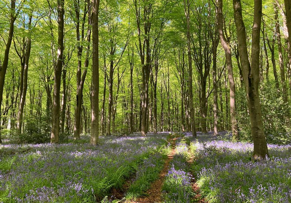 Your pictures on the theme of 'woodland walk' - BBC News