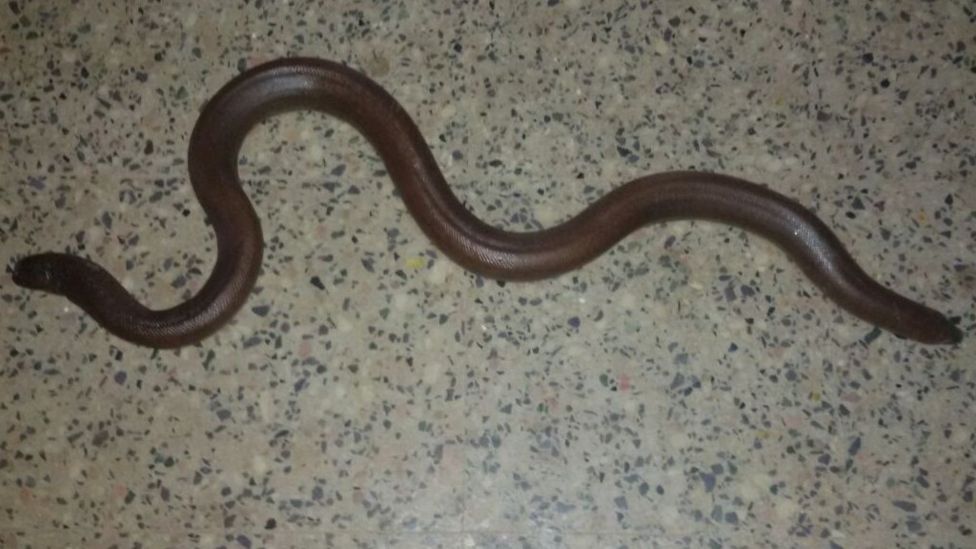 Rare two-headed snake, 'Double Dave', found in US - BBC News