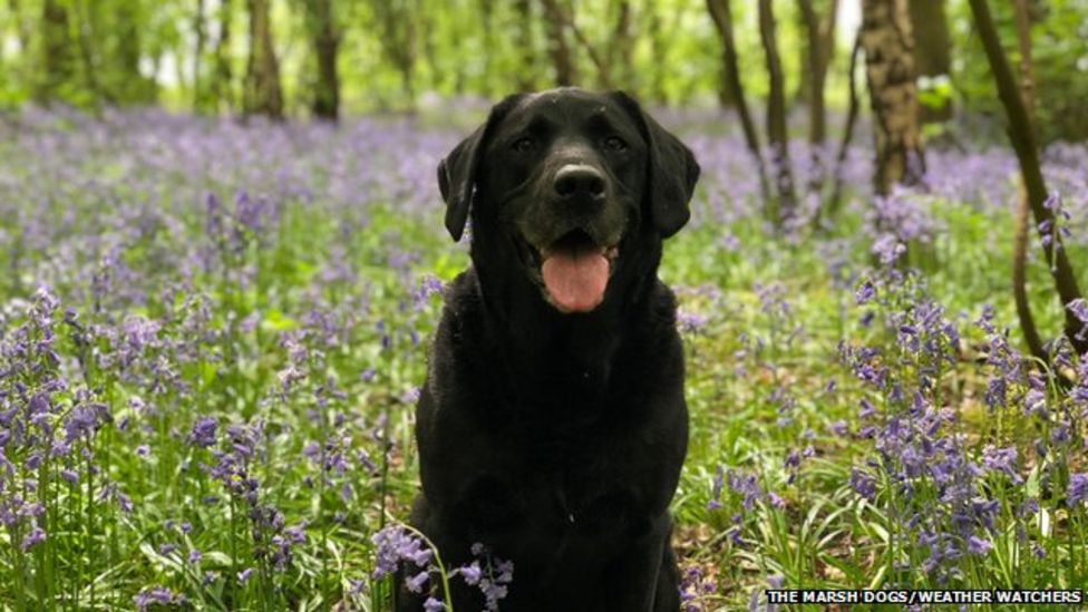 Top of the pups! - BBC Weather