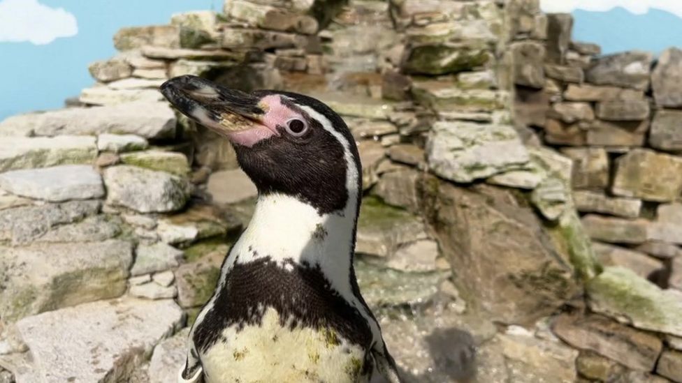Romsey penguin in bid to become world champion - BBC News