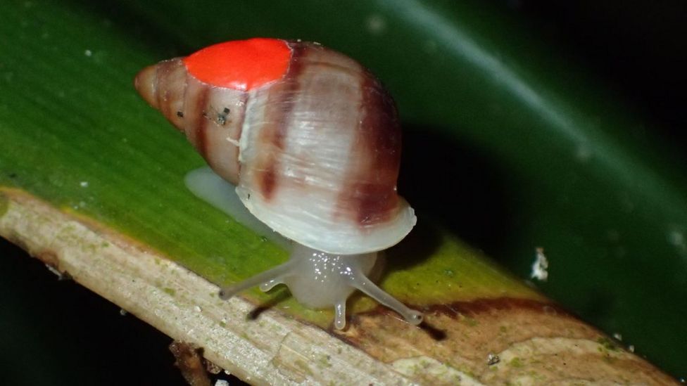 'Extinct' partula snails released back into the wild - BBC Newsround