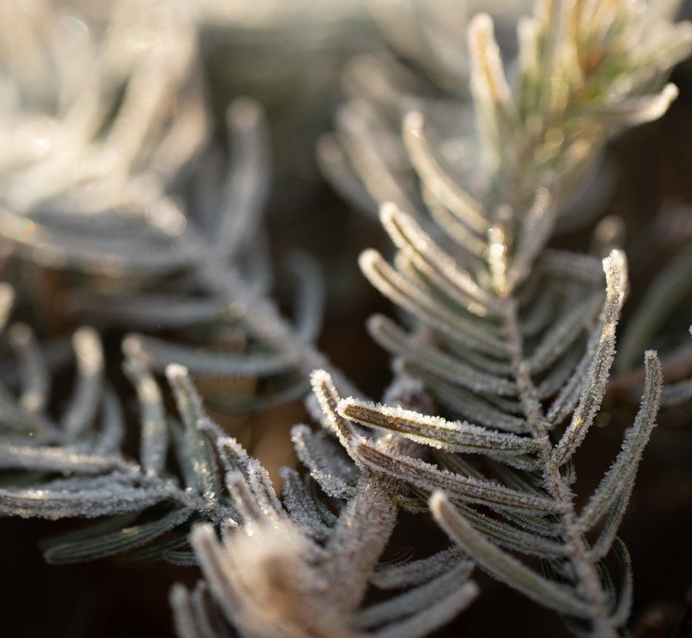 Y gaeaf... drwy lens camera Clare Harding - BBC Cymru Fyw