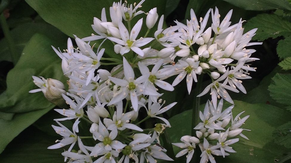 'Ryff geid' i flodau gwyllt eich milltir sgwâr - BBC Cymru Fyw