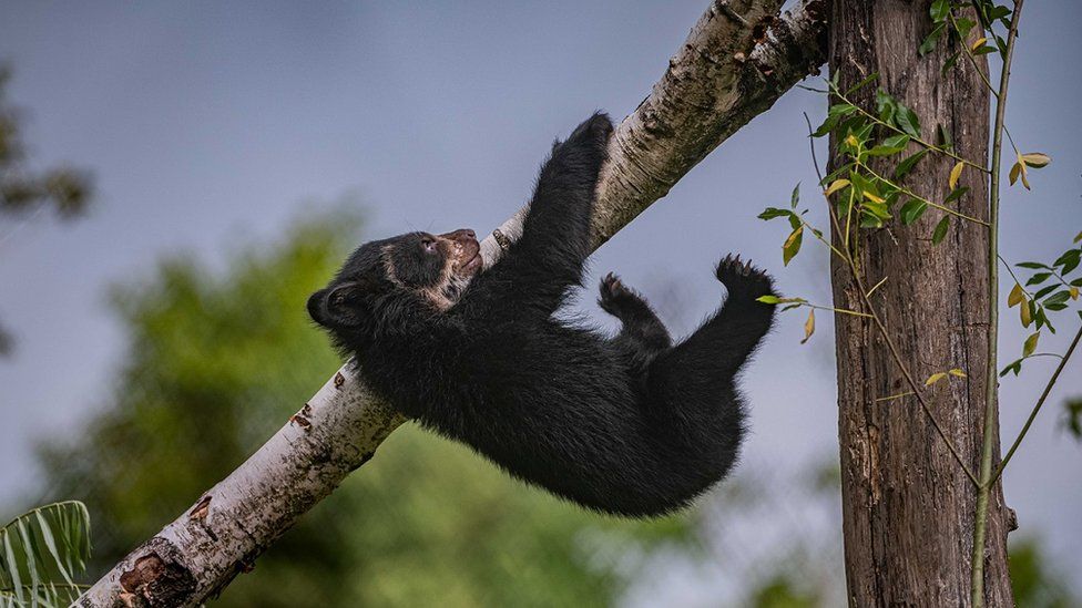 Chester Zoo has welcomed twin bear cubs! - BBC Newsround