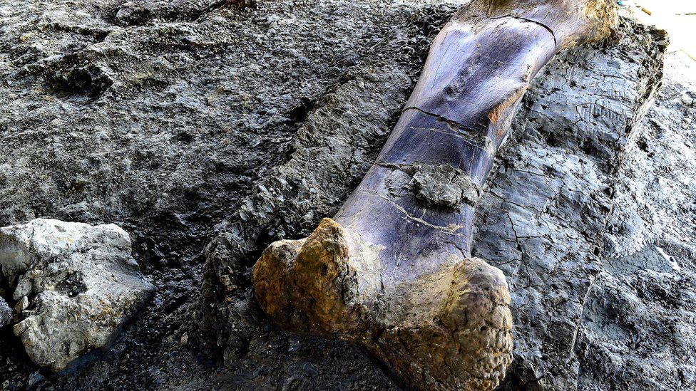 Dinosaur bone found in France: Huge Sauropod femur discovered - BBC ...