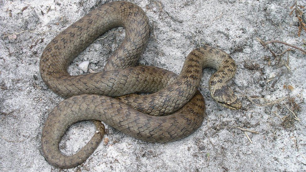 Rare reptiles lured away from Bournemouth A338 roadworks - BBC News