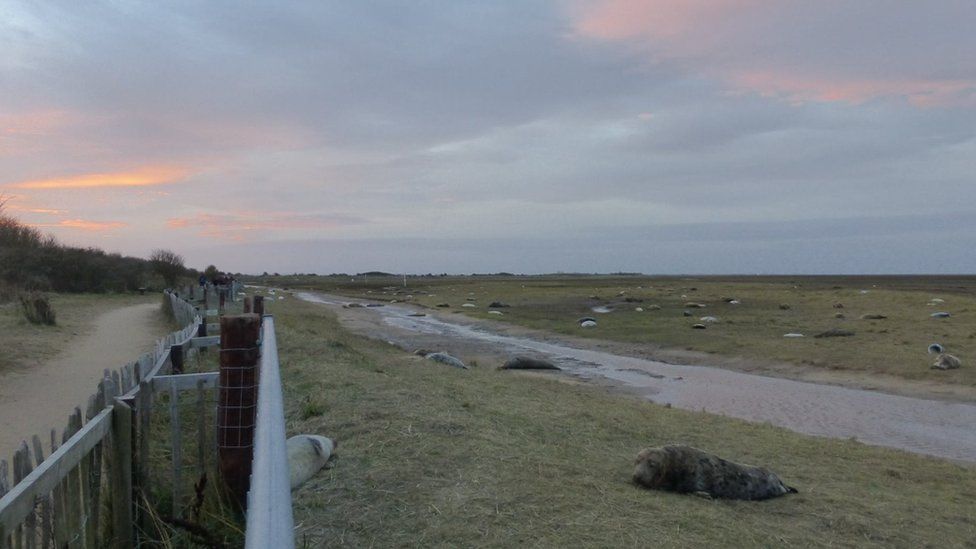 Donna Nook Nature Reserve enjoys record year - BBC News