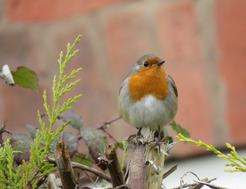 England's Big Picture: 7 March - 13 March 2022 - BBC News