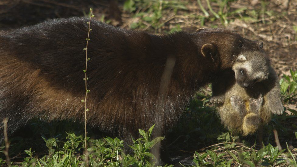 Wild Place in Bristol welcomes wolverine triplets - BBC News