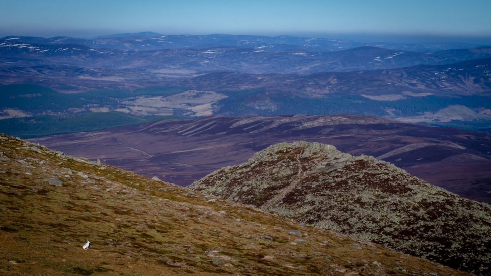 Dunging the maths: How to count elusive mountain hares - BBC News