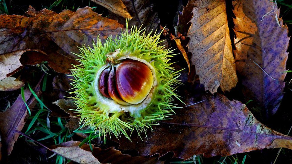 Wollaton Hall: Foraging ban brought in over 'excessive' activity - BBC News